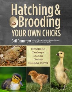 hatching & brooding your own chicks: chickens, turkeys, ducks, geese, guinea fowl