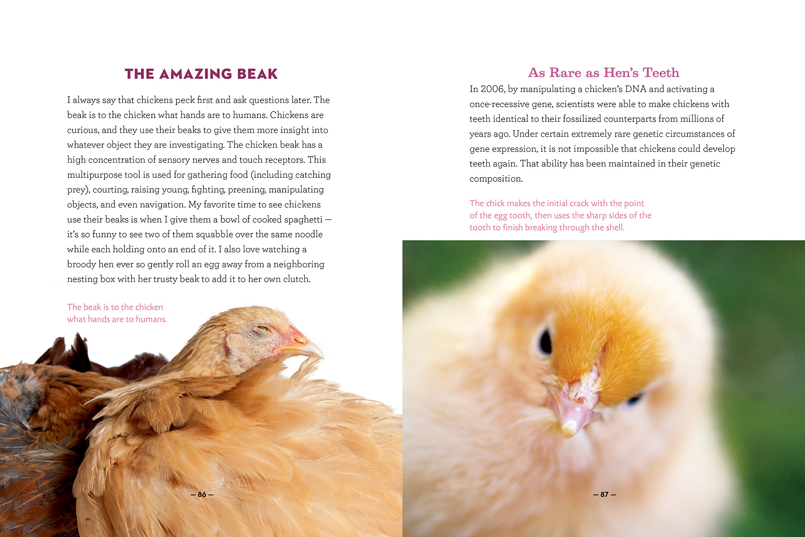 How to Speak Chicken: Why Your Chickens Do What They Do & Say What They Say