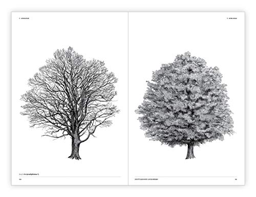 The Architecture of Trees