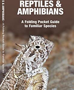 Texas Reptiles & Amphibians: A Folding Pocket Guide to Familiar Species (Nature Observation North America)