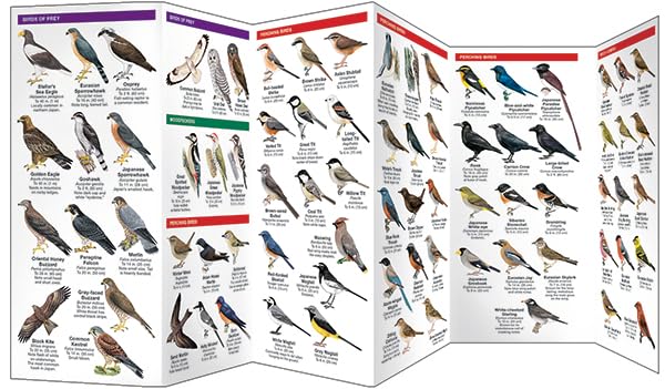 Japan Birds: A Folding Pocket Guide to Familiar Species (Nature Observation International)