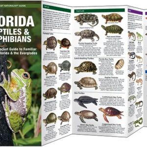 Florida Reptiles & Amphibians: A Folding Pocket Guide to Familiar Species of Florida & the Everglades (Nature Observation North America)