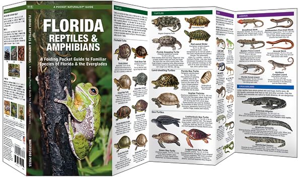 Florida Reptiles & Amphibians: A Folding Pocket Guide to Familiar Species of Florida & the Everglades (Nature Observation North America)