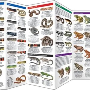 Florida Reptiles & Amphibians: A Folding Pocket Guide to Familiar Species of Florida & the Everglades (Nature Observation North America)