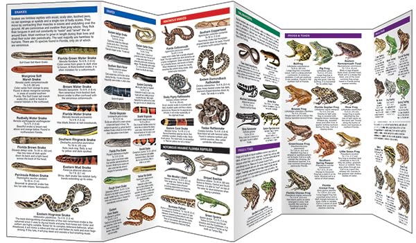 Florida Reptiles & Amphibians: A Folding Pocket Guide to Familiar Species of Florida & the Everglades (Nature Observation North America)