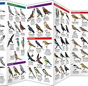 Ireland Birds: A Folding Pocket Guide to Familiar Species (Nature Observation International)