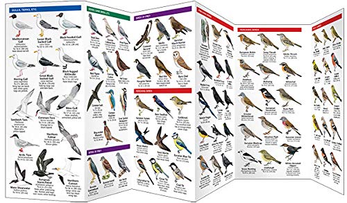 Ireland Birds: A Folding Pocket Guide to Familiar Species (Nature Observation International)