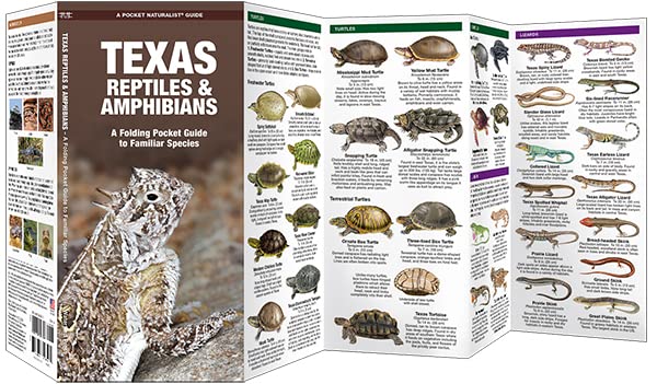 Texas Reptiles & Amphibians: A Folding Pocket Guide to Familiar Species (Nature Observation North America)