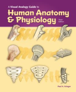 visual analogy guide to human anatomy & physiology