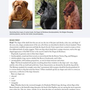 The New Complete Dog Book, 22nd Edition: Official Breed Standards and Profiles for Over 200 Breeds (CompanionHouse Books) American Kennel Club's Bible of Dogs: 920 Pages, 7 Variety Groups, 800 Photos