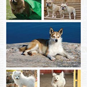 The New Complete Dog Book, 22nd Edition: Official Breed Standards and Profiles for Over 200 Breeds (CompanionHouse Books) American Kennel Club's Bible of Dogs: 920 Pages, 7 Variety Groups, 800 Photos