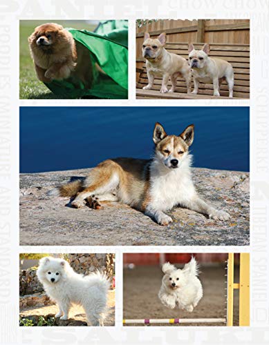 The New Complete Dog Book, 22nd Edition: Official Breed Standards and Profiles for Over 200 Breeds (CompanionHouse Books) American Kennel Club's Bible of Dogs: 920 Pages, 7 Variety Groups, 800 Photos