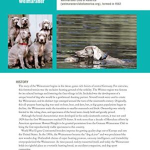 The New Complete Dog Book, 22nd Edition: Official Breed Standards and Profiles for Over 200 Breeds (CompanionHouse Books) American Kennel Club's Bible of Dogs: 920 Pages, 7 Variety Groups, 800 Photos