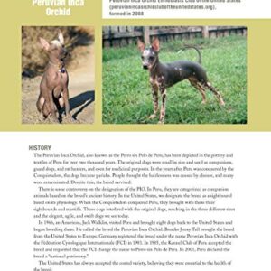 The New Complete Dog Book, 22nd Edition: Official Breed Standards and Profiles for Over 200 Breeds (CompanionHouse Books) American Kennel Club's Bible of Dogs: 920 Pages, 7 Variety Groups, 800 Photos