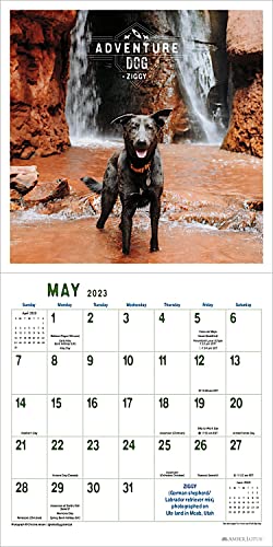 Adventure Dogs 2023 Wall Calendar: Hiking, Camping, and Traveling with Courageous Canines | 12" x 24" Open | Amber Lotus Publishing