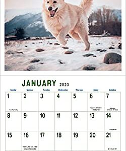 Adventure Dogs 2023 Wall Calendar: Hiking, Camping, and Traveling with Courageous Canines | 12" x 24" Open | Amber Lotus Publishing