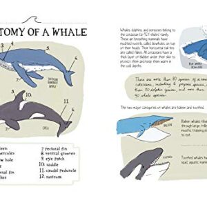 Ocean Anatomy: The Curious Parts & Pieces of the World under the Sea