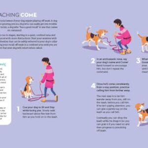 A Kid's Guide to Dogs: How to Train, Care for, and Play and Communicate with Your Amazing Pet!