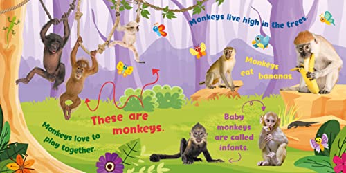 First Animal Facts: Safari-5 Button Animal Sounds Book