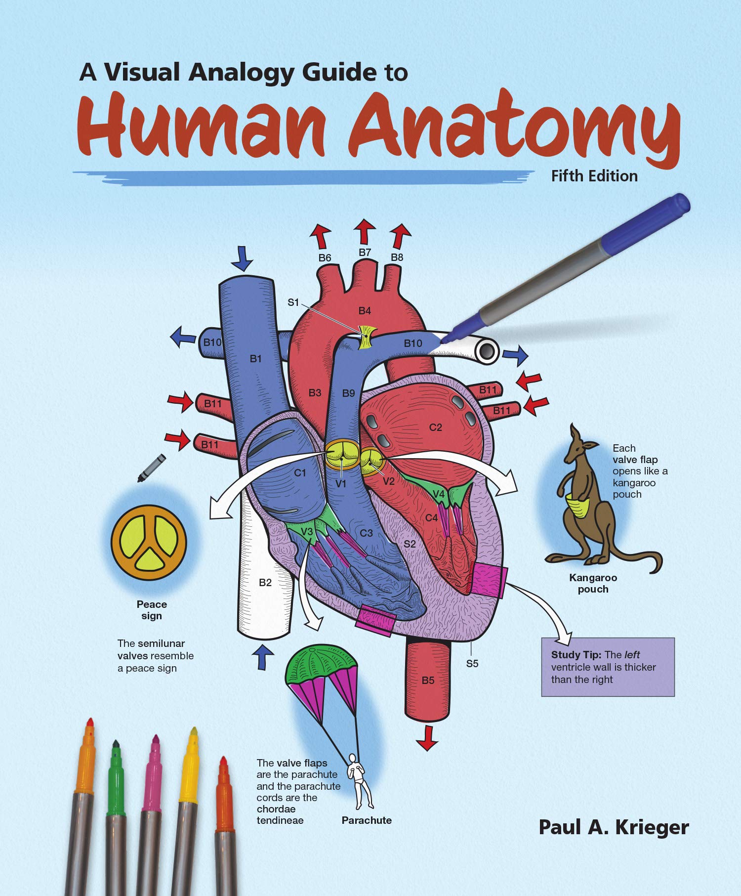 A Visual Analogy Guide to Human Anatomy