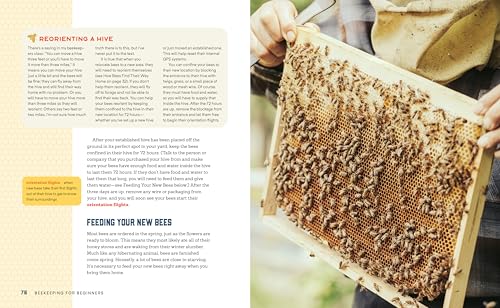 Beekeeping for Beginners: How To Raise Your First Bee Colonies