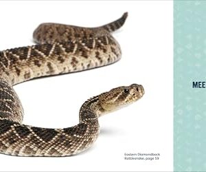 Snakes for Kids: A Junior Scientist's Guide to Venom, Scales, and Life in the Wild