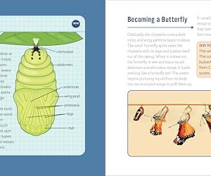 Butterflies for Kids: A Junior Scientist's Guide to the Butterfly Life Cycle and Beautiful Species to Discover