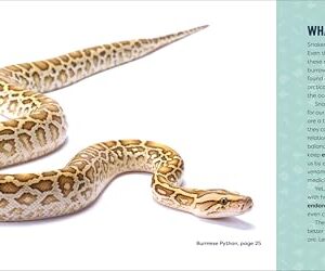 Snakes for Kids: A Junior Scientist's Guide to Venom, Scales, and Life in the Wild