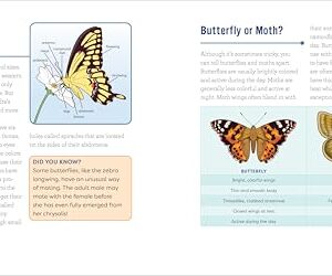 Butterflies for Kids: A Junior Scientist's Guide to the Butterfly Life Cycle and Beautiful Species to Discover