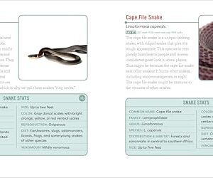 Snakes for Kids: A Junior Scientist's Guide to Venom, Scales, and Life in the Wild