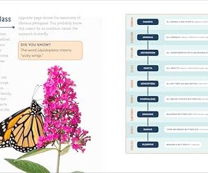 Butterflies for Kids: A Junior Scientist's Guide to the Butterfly Life Cycle and Beautiful Species to Discover