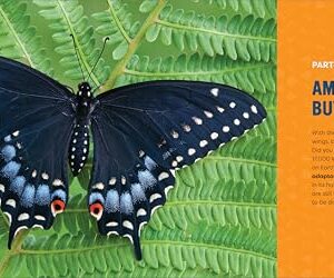 Butterflies for Kids: A Junior Scientist's Guide to the Butterfly Life Cycle and Beautiful Species to Discover