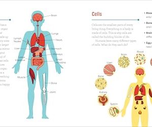 Human Anatomy for Kids: A Junior Scientist's Guide to How We Move, Breathe, and Grow