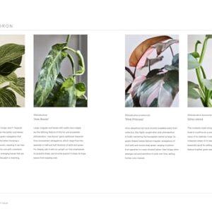 Terrain: The Houseplant Book: An Insider’s Guide to Cultivating and Collecting the Most Sought-After Specimens