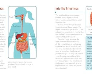 Human Anatomy for Kids: A Junior Scientist's Guide to How We Move, Breathe, and Grow