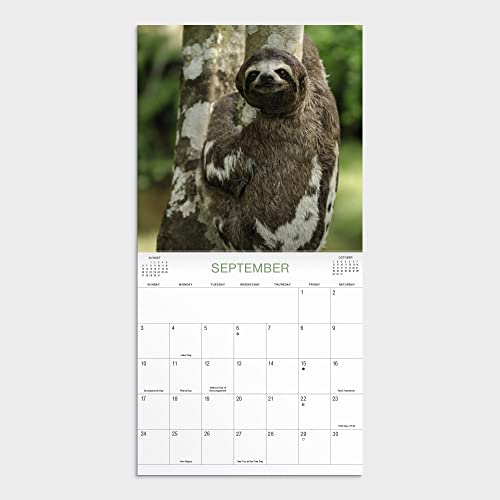 Sloths 2023 Wall Calendar