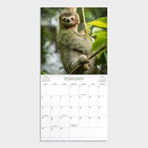 Sloths 2023 Wall Calendar