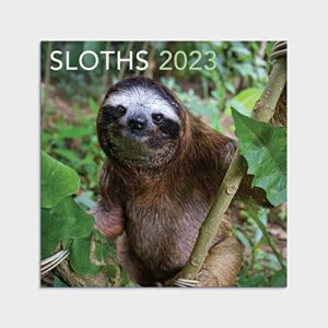 sloths 2023 wall calendar