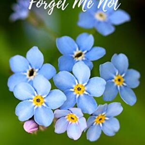 FORGET ME NOT: Computer Password Book With Tabs. Password Organizer Large Print With Tabs. Personal Internet Address And Password Logbook. Internet Password Organizer with Alphabetical Tabs.