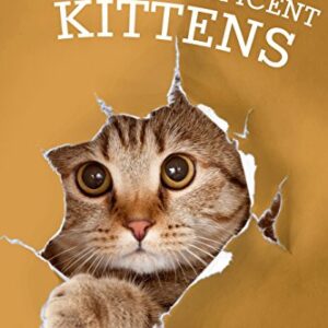 Meow-nificent Kittens: The Secret Personal Internet Address & Password Log Book for Kitten & Cat Lovers (Disguised Password Books)