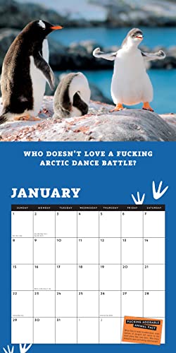 2023 Too F*cking Cute Animals Wall Calendar: A Year of D*mn Adorable Animals (Funny Monthly Calendar & White Elephant Gag Gift for Animal Lovers)