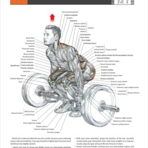 Strength Training Anatomy