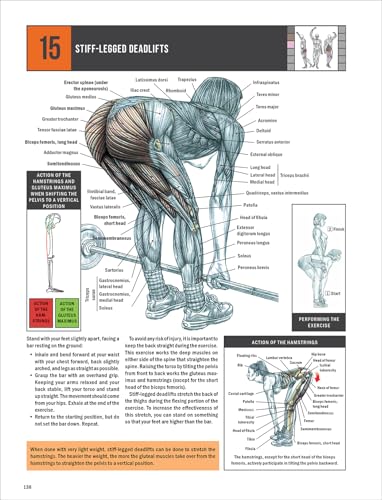 Strength Training Anatomy