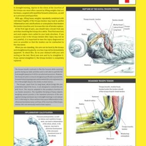 Strength Training Anatomy