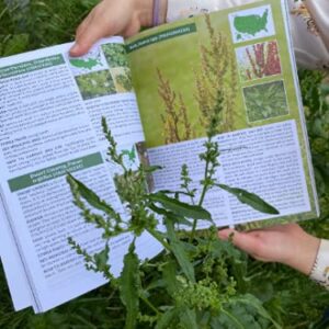 The Forager’s Guide to Wild Foods