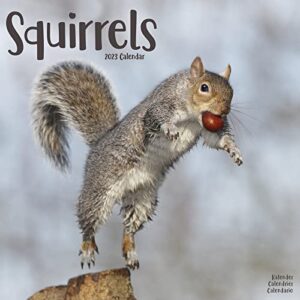 squirrel calendar - cute animal calendar - calendars 2022 - 2023 wall calendars - animal calendar - squirrels 16 month wall calendar by avonside