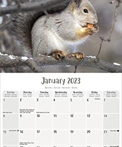 Squirrel Calendar - Cute Animal Calendar - Calendars 2022 - 2023 Wall Calendars - Animal Calendar - Squirrels 16 Month Wall Calendar by Avonside