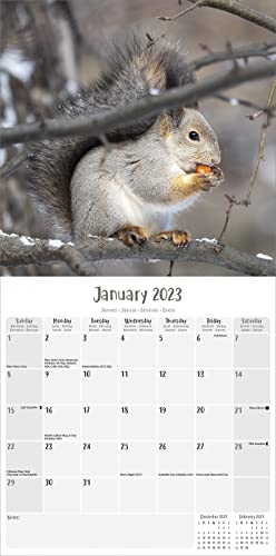 Squirrel Calendar - Cute Animal Calendar - Calendars 2022 - 2023 Wall Calendars - Animal Calendar - Squirrels 16 Month Wall Calendar by Avonside