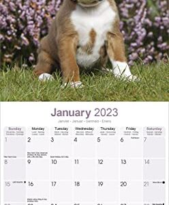 Boxer Dog Calendar - Dog Breed Calendars - 2022 - 2023 wall calendars - 16 Month by Avonside