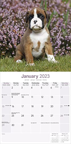 Boxer Dog Calendar - Dog Breed Calendars - 2022 - 2023 wall calendars - 16 Month by Avonside